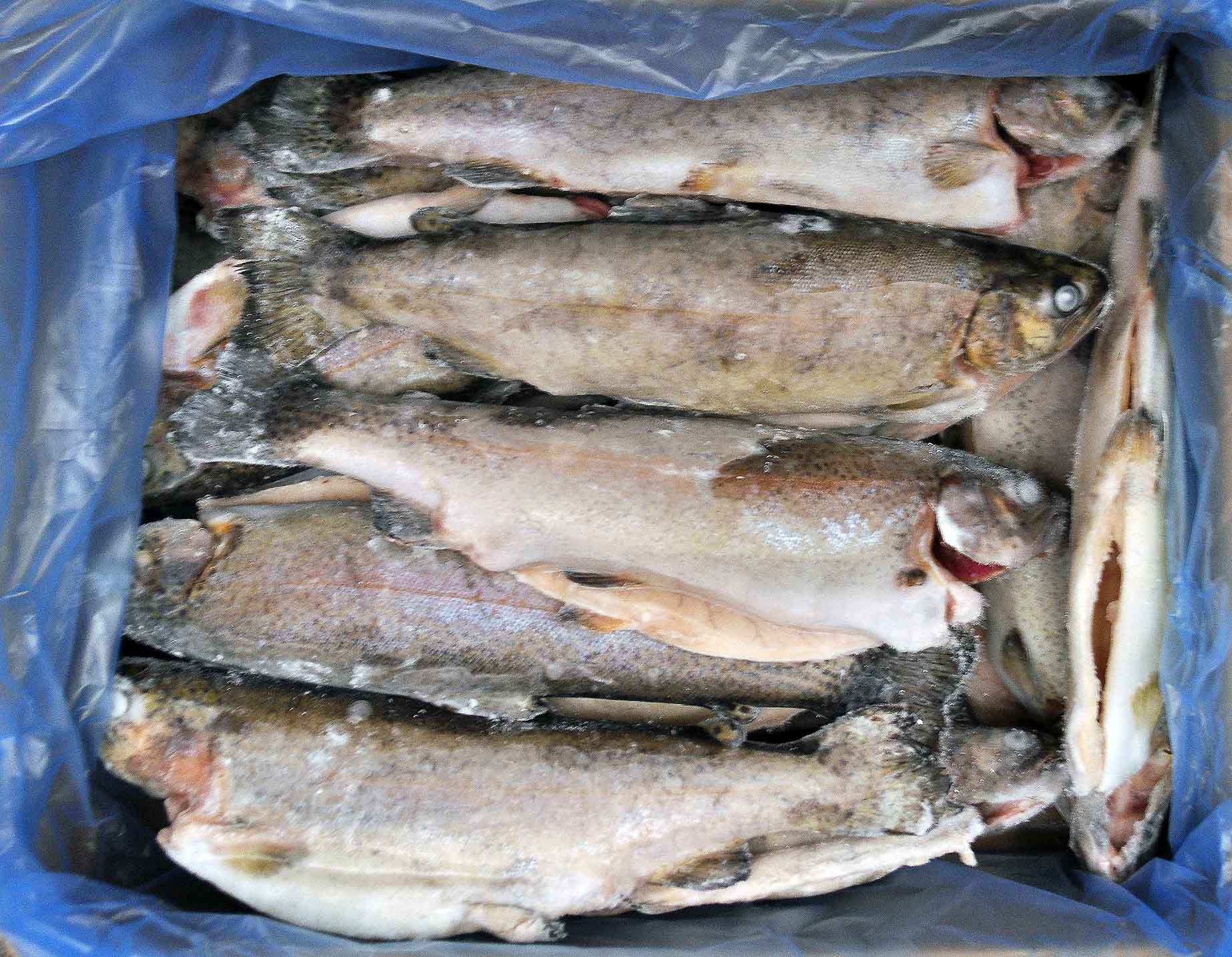 Frozen rainbow Trout head on gutted 250/300 gr 10 % (5 kg) Turkey frozen